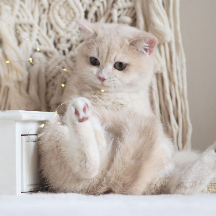 Котята британская шиншилла