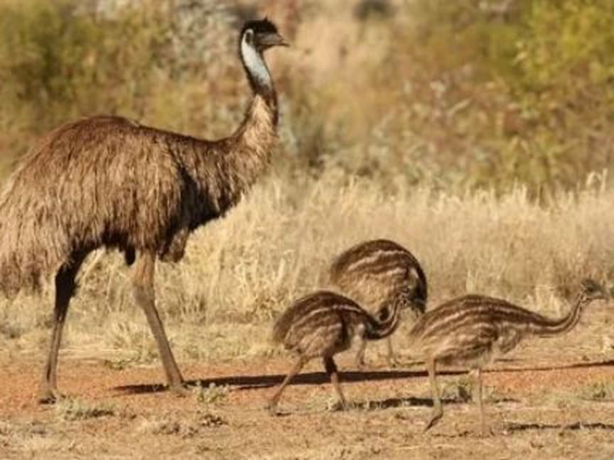 Павлины, страусы