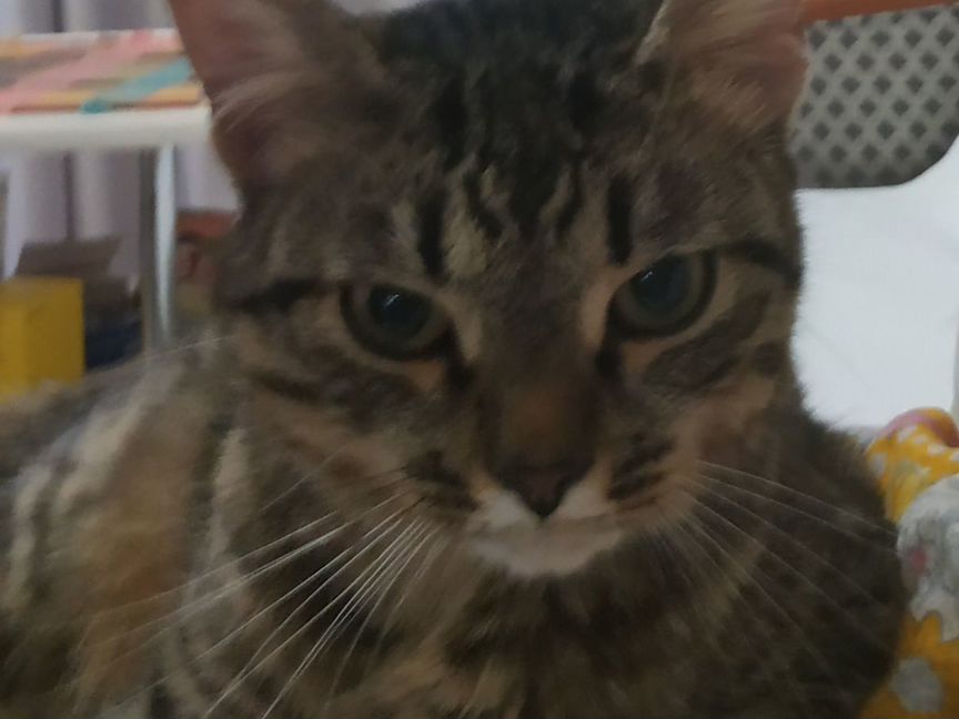 Найден ласковый домашний котик, ищет дом