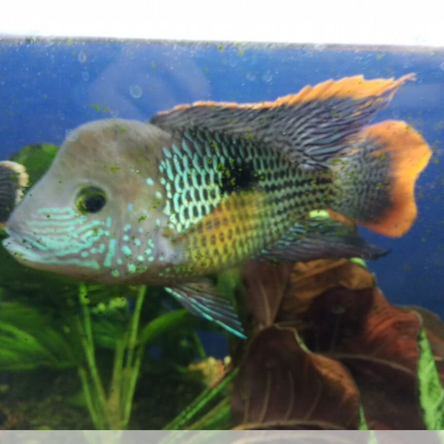 Акара бирюзовая самец