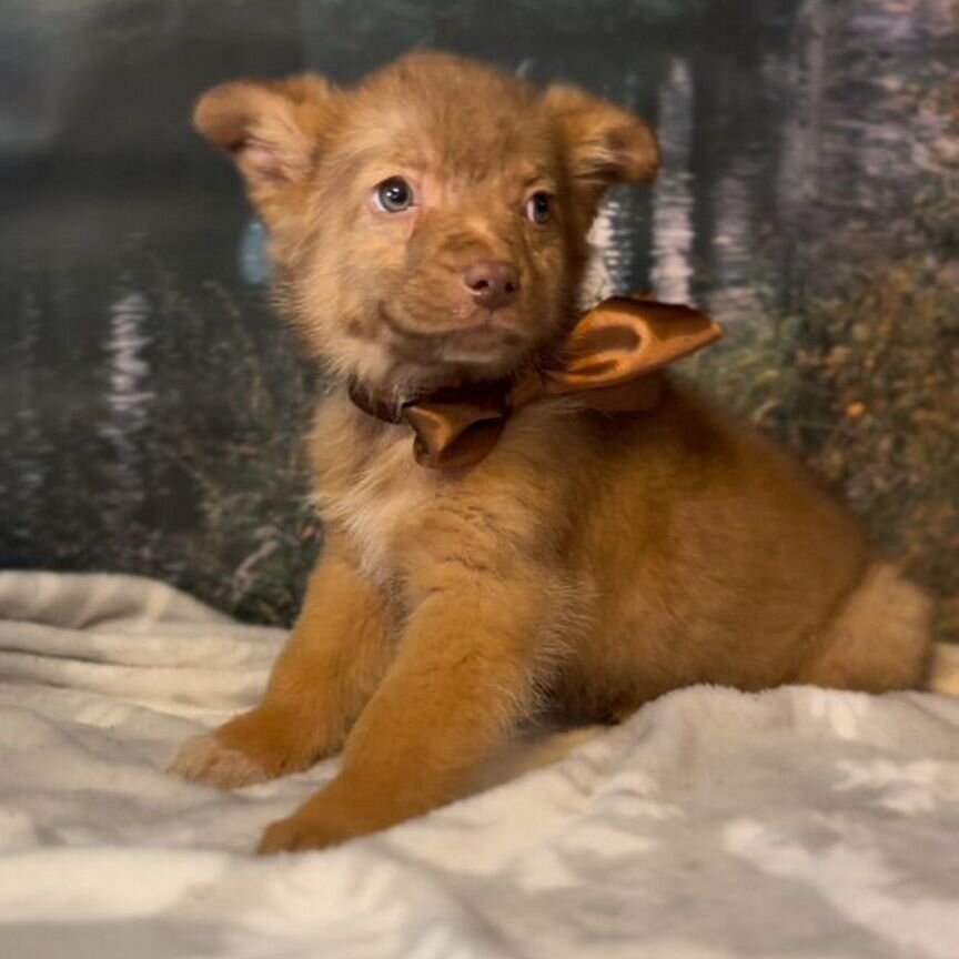 Шоколадный малыш