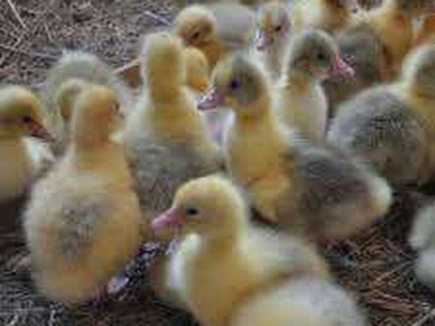 Гусята суточные