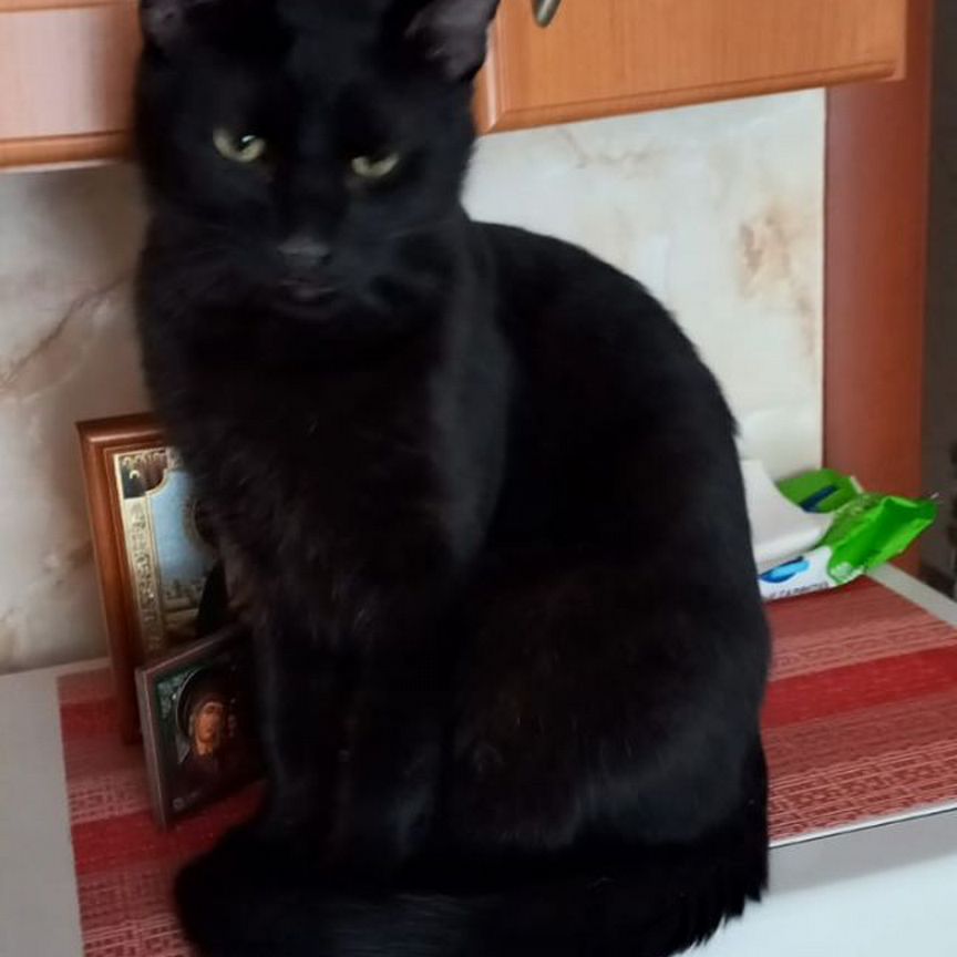 Чёрный кот в добрые руки