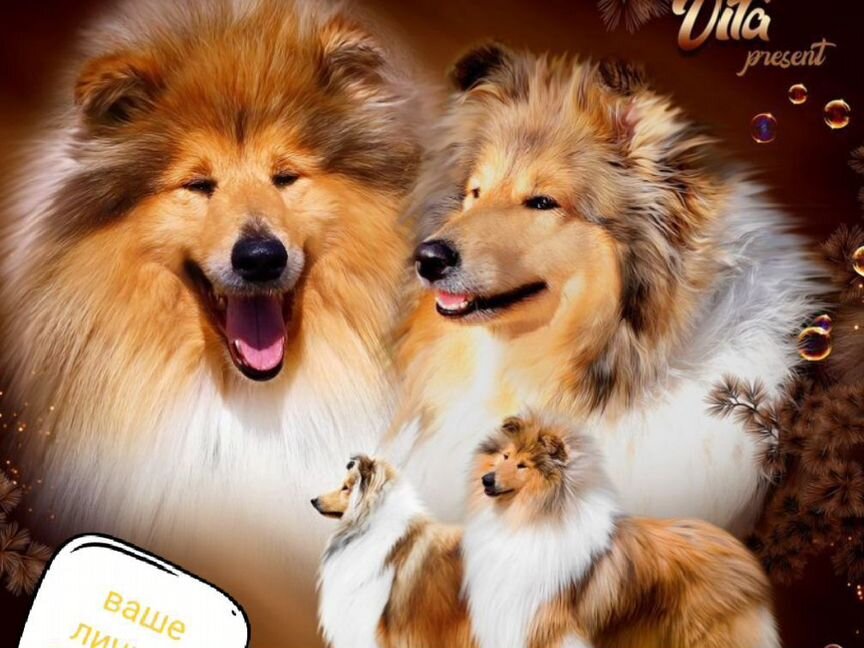 Солнечные щенки