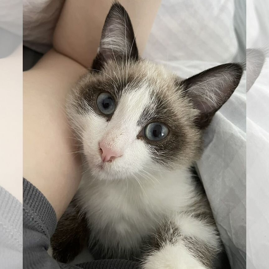 Отдадим кота в добрые руки
