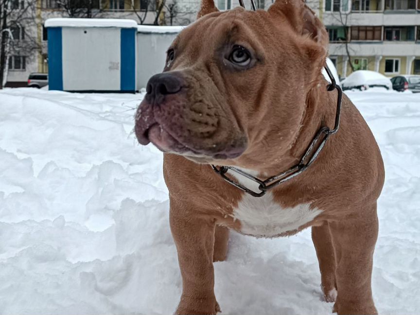 Щенки американского булли