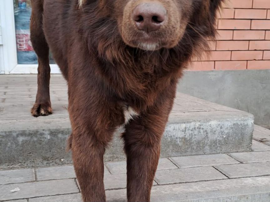 Собака-шоколадка