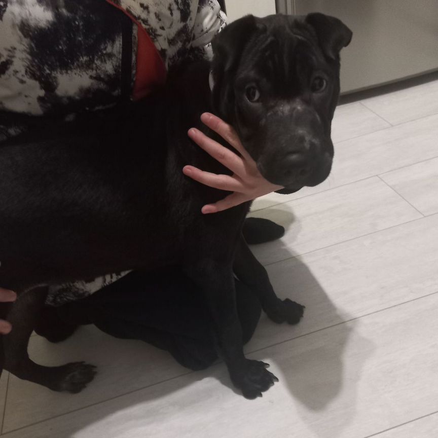 Щенок в добрые руки