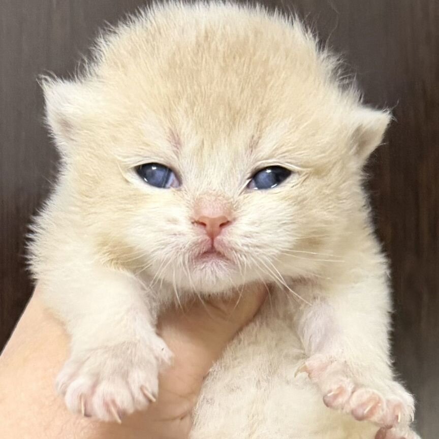 Британский короткошёрстный котёнок