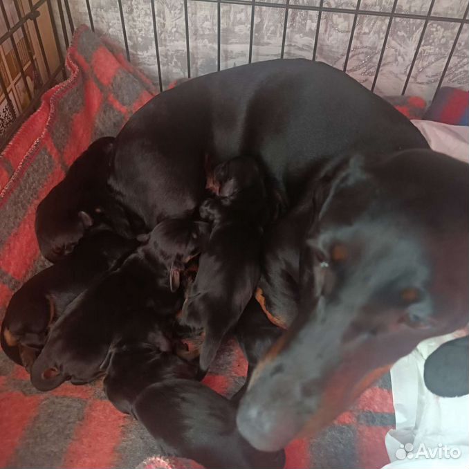 Карликовая такса щенки спб