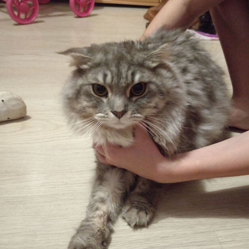 Отдам кота британец