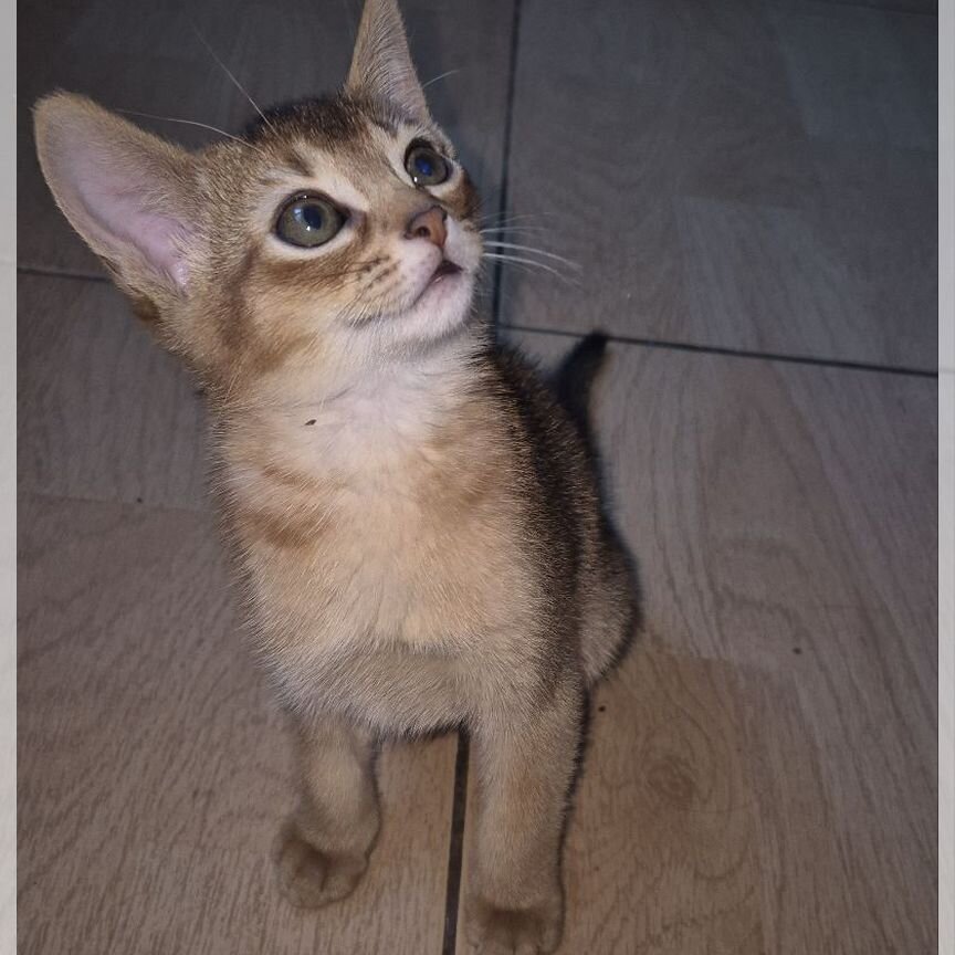 Абиссинский котёнок