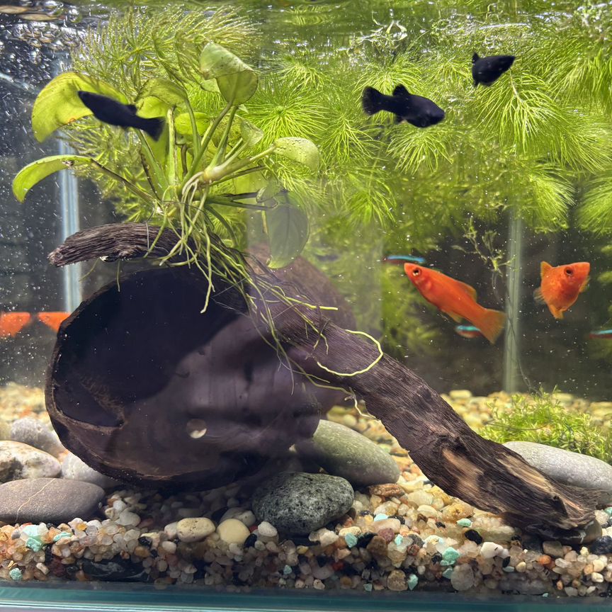 Моллинезии меченосцы