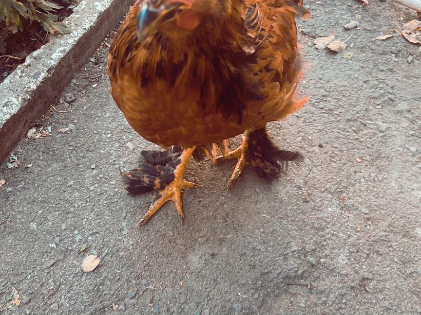 Молодой петушок или курочка Брама