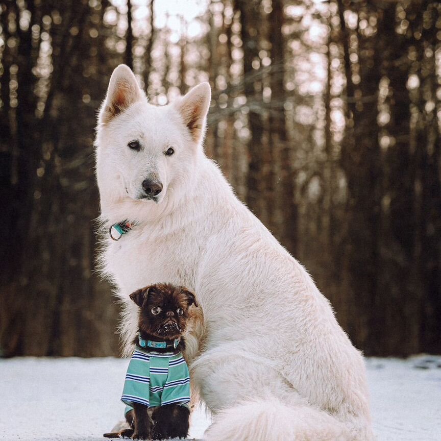 Гриффон шоколадный