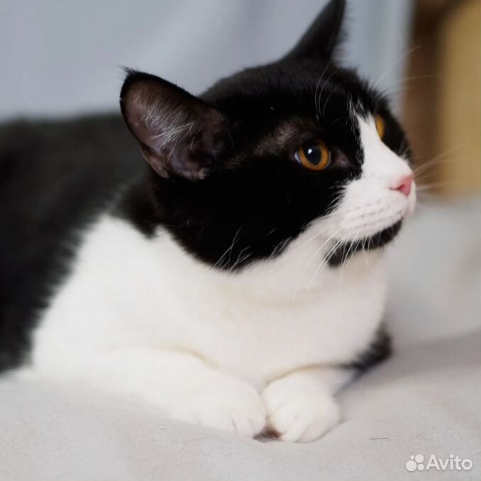 Котик Харли