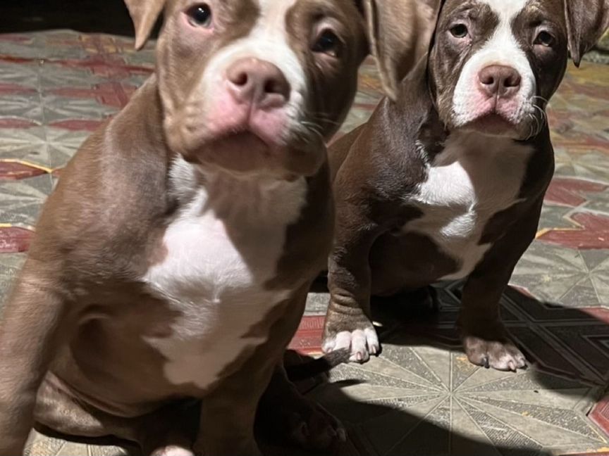 Американский булли покет щенки