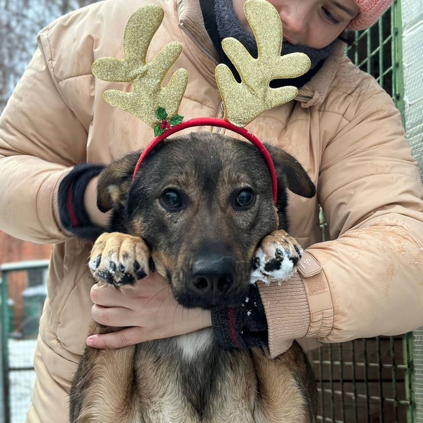 Трогательная скромная собака выживает в приюте
