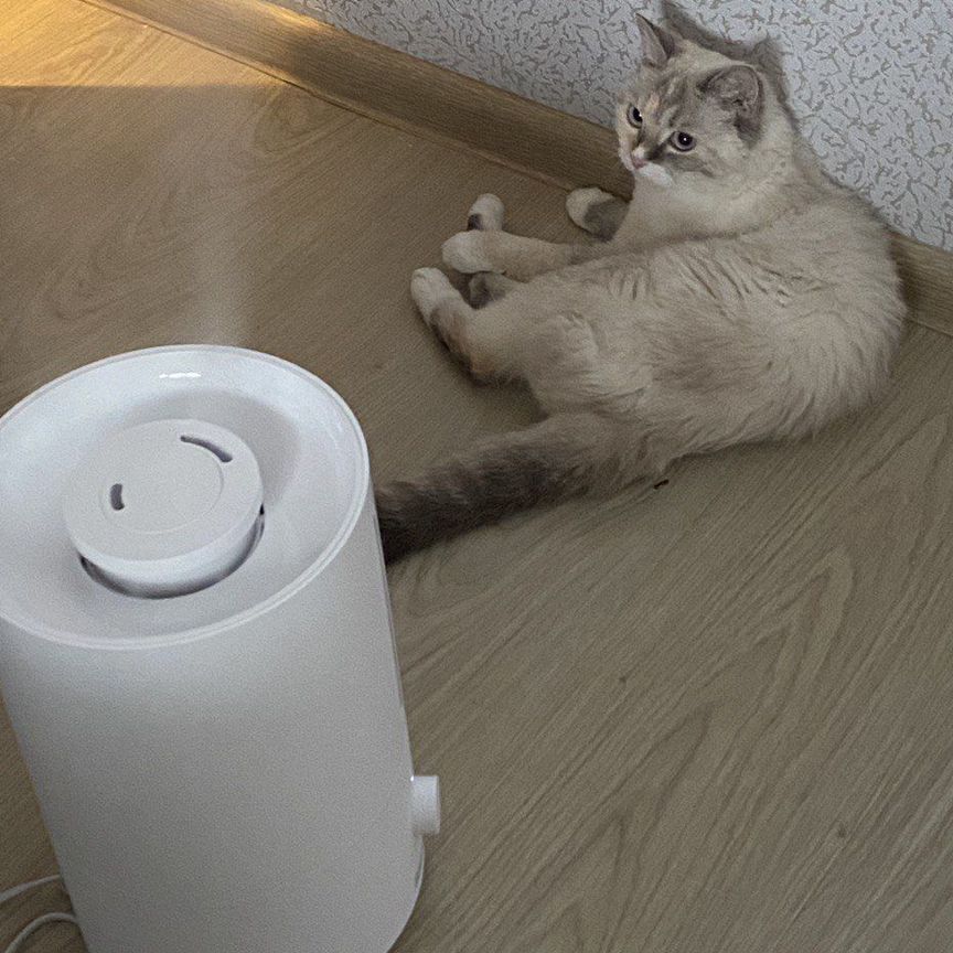 Кошка селкирк рекс