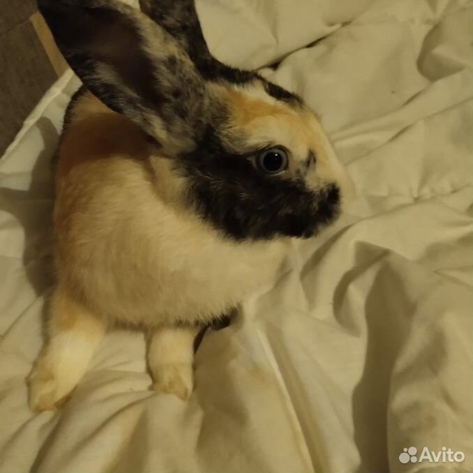 Кролики мини взрослые