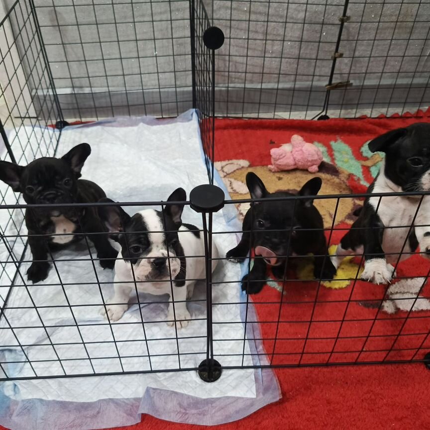 Французский бульдог, щенок