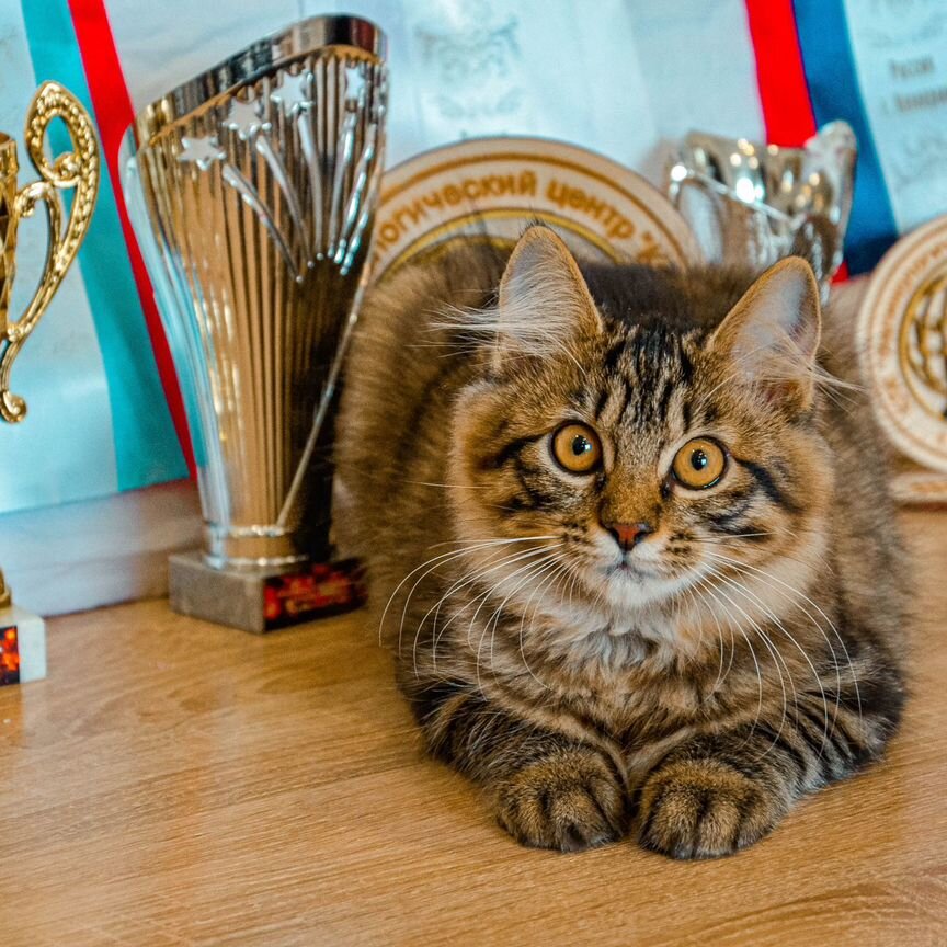 Котята курильского бобтейла