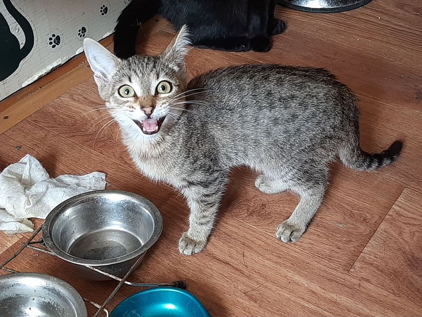 Котик