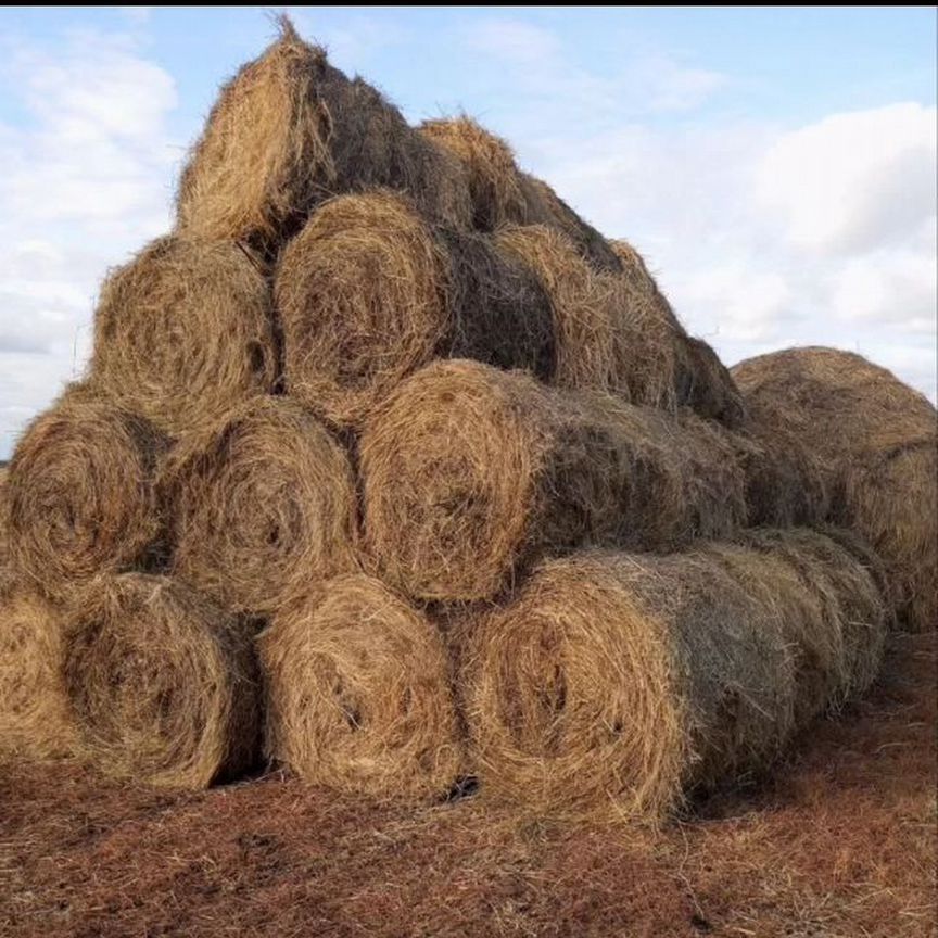 Сено в тюках