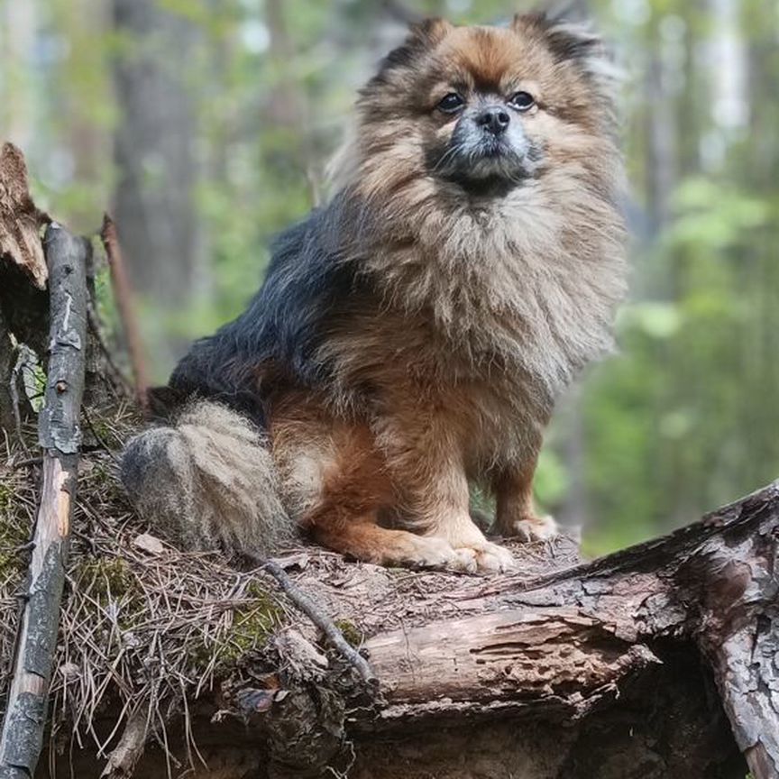 Веселый, активный, добрый ищет мадам