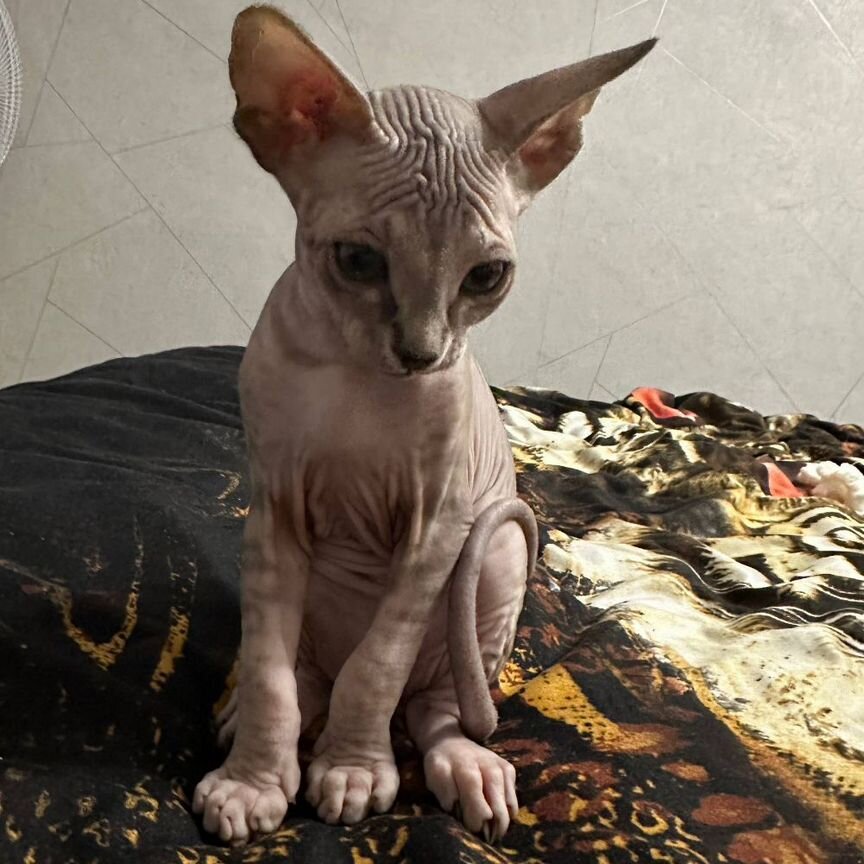 Канадский сфинкс, котенок