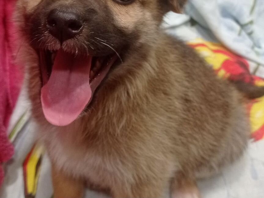 Щенулечка,сладкая девочка,1.5 мес