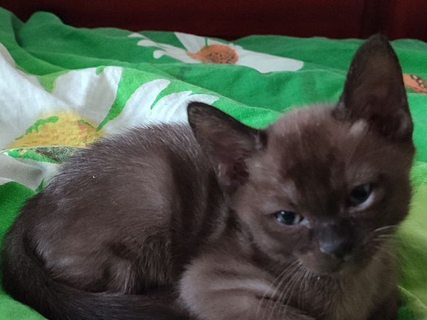 Бурманские котики