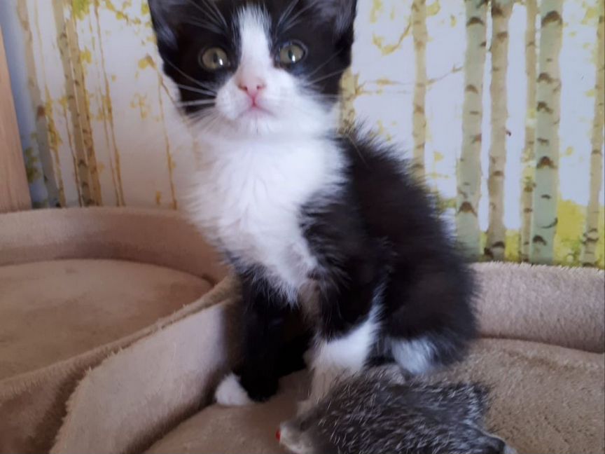 Котенок девочка