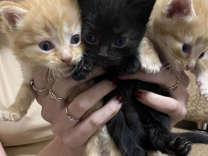 Котята в добрые руки