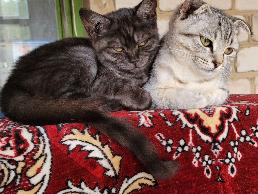 Котята