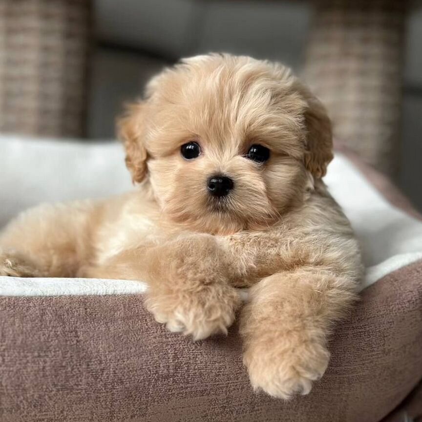 Мальтипу, щенок