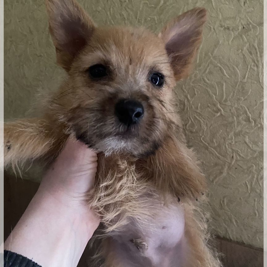 Норвич-терьер, щенок