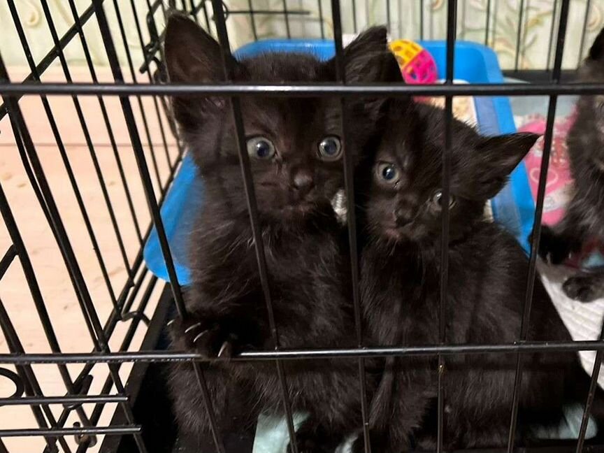 Чёрные котята малыши, котики