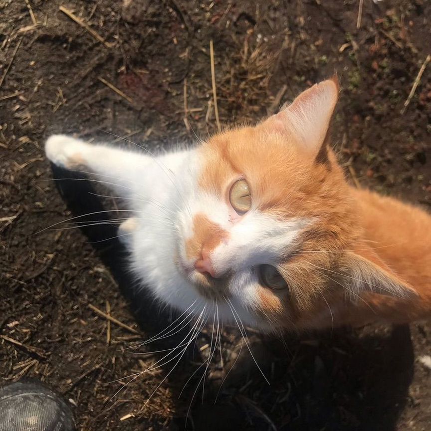 В добрые руки котик