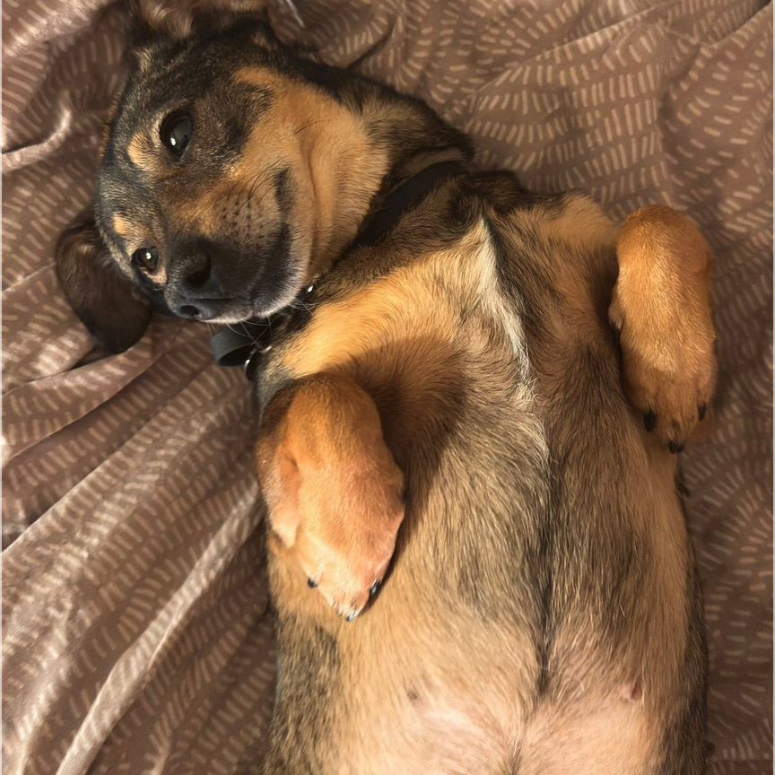 Взрослая собака в добрые руки