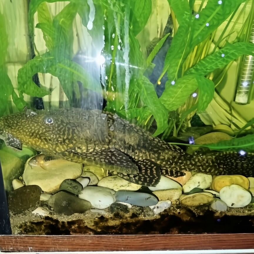 Птеригоплихт парчовый