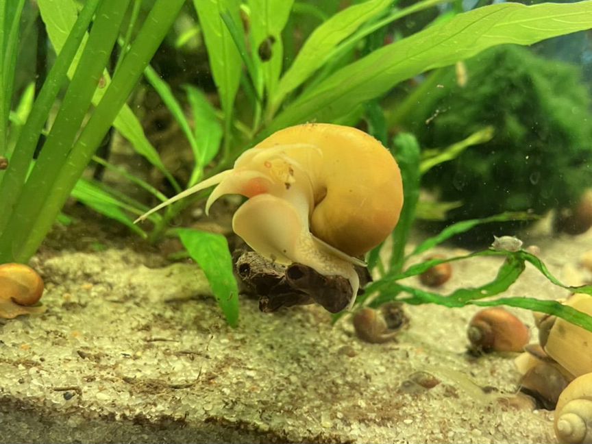 Ампулярии 3 месяца отроду