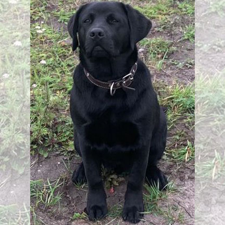 Вязка лабрадор