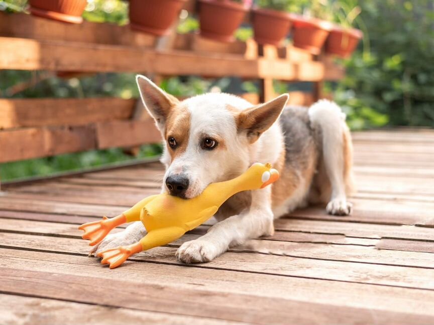 Собака Джек в добрые руки