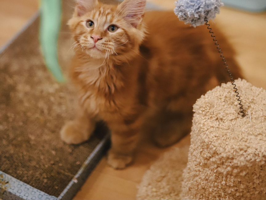 Котята мейн-кун