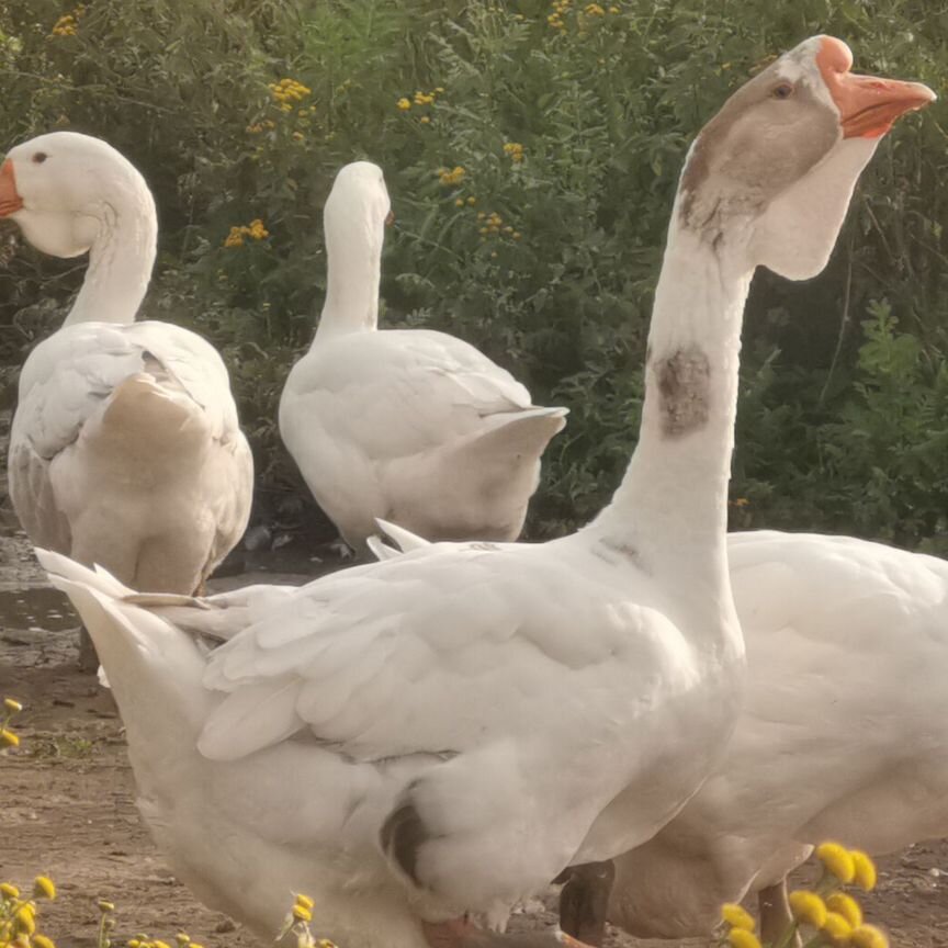 Гусь Холмогор