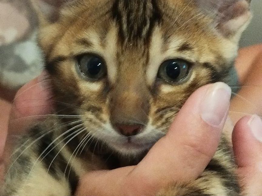 Бенгальские котята