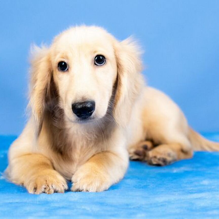 Карликовая такса, щенок