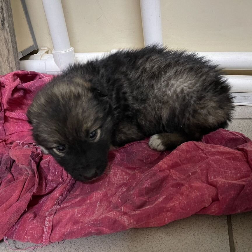 На предприятие подкинули щенка