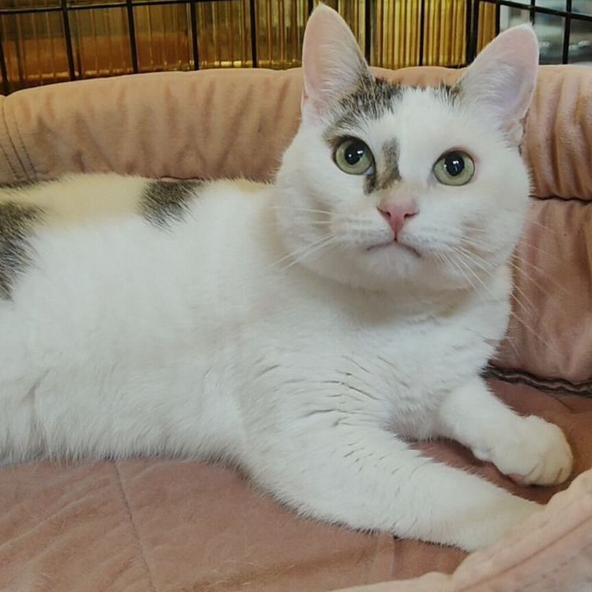 Взрослая, кошка в добрые руки